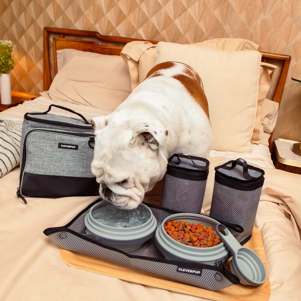 Bistro Box Dog Food Travel Kit – Cleverpup